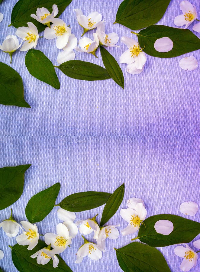 Spring White Flowers and Green Leaves, Spring Background Stock Photo ...