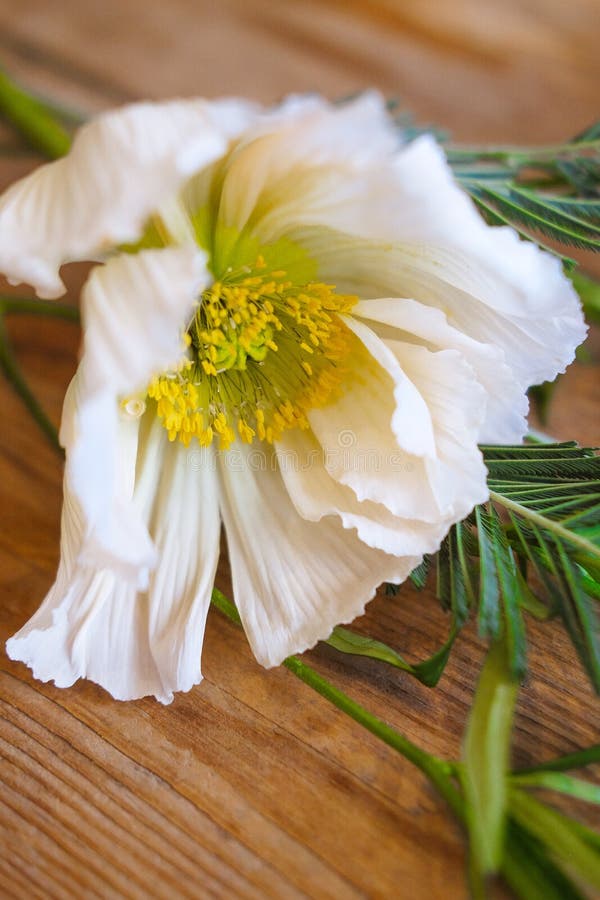 Spring White Flowers with Green Leaves on a Wooden Table Stock Photo ...