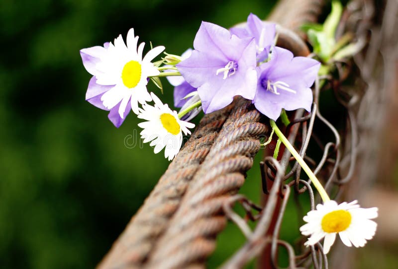 Spring White Flowers in the Mountains on the Rope Bridge Stock Image ...