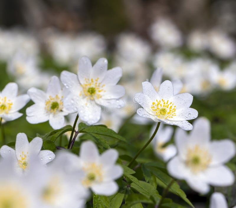 Spring White Flowers Sprouting in the Forest Stock Image - Image of ...