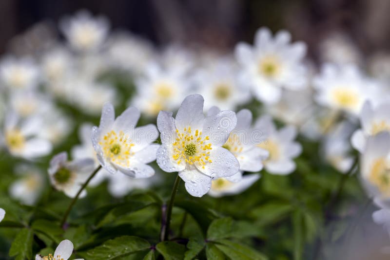 Spring White Flowers Sprouting in the Forest Stock Photo - Image of ...