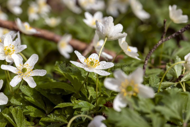 Spring White Flowers Sprouting in the Forest Stock Image - Image of ...