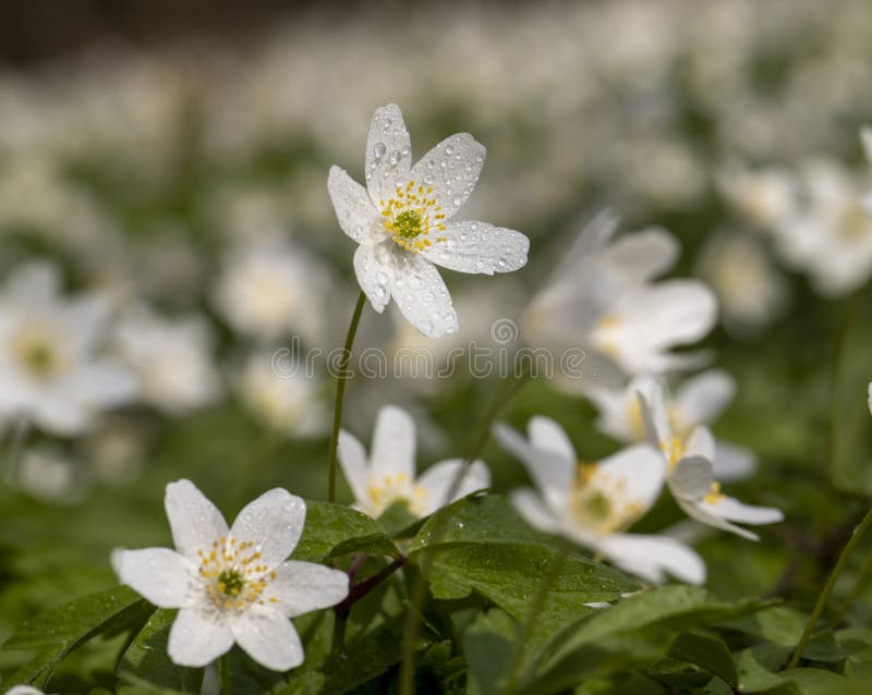 Spring White Flowers Sprouting in the Forest Stock Image - Image of ...