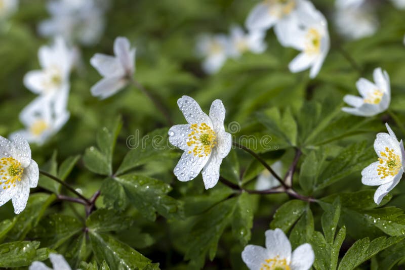 Spring White Flowers Sprouting in the Forest Stock Image - Image of ...