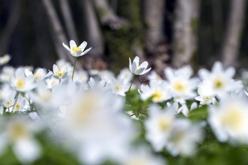 Spring White Flowers Sprouting in the Forest Stock Image - Image of ...