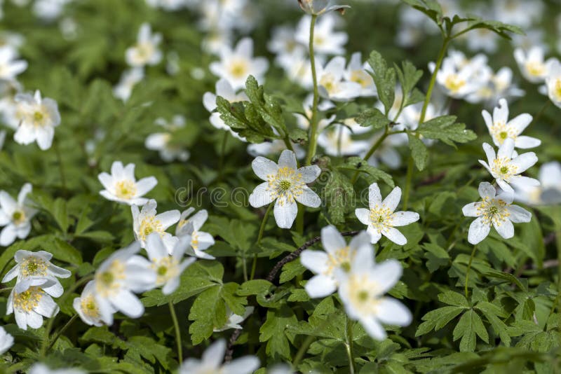 Spring White Flowers Sprouting in the Forest Stock Photo - Image of ...