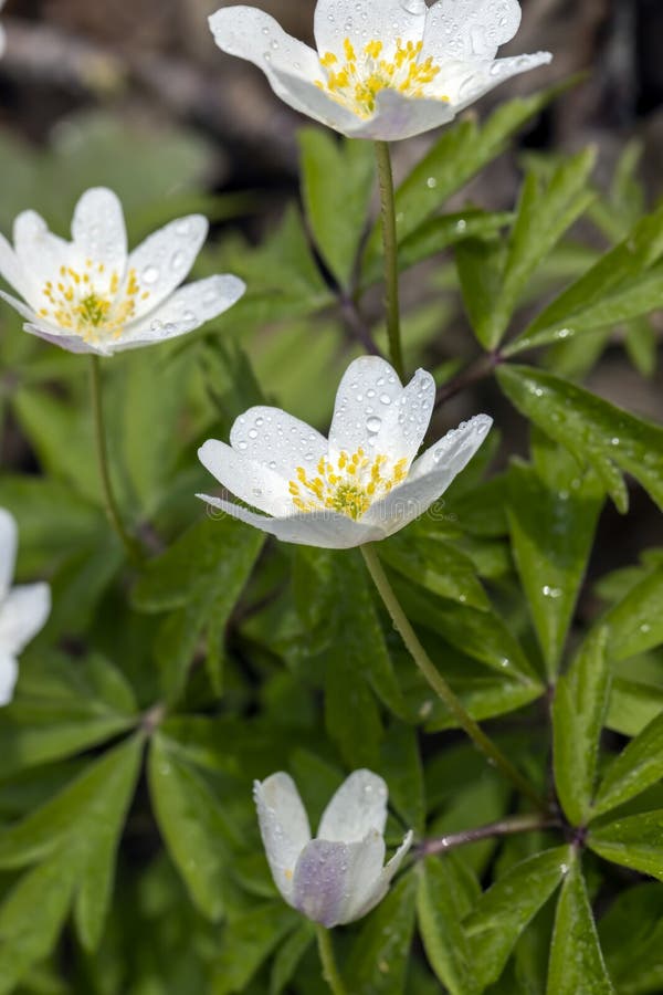Spring White Flowers Sprouting in the Forest Stock Photo - Image of ...