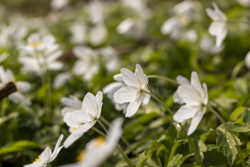 Spring White Flowers Sprouting in the Forest Stock Image - Image of ...
