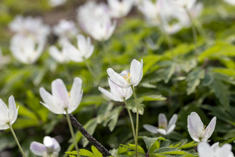Spring White Flowers Sprouting in the Forest Stock Image - Image of ...