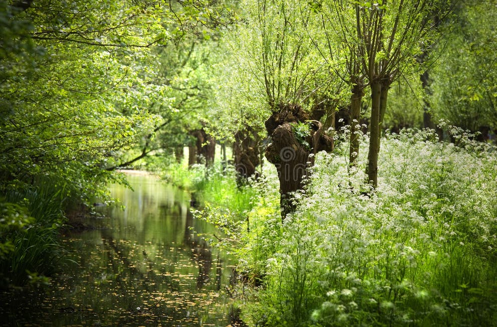 Spring in white and green stock photo. Image of field - 24705988