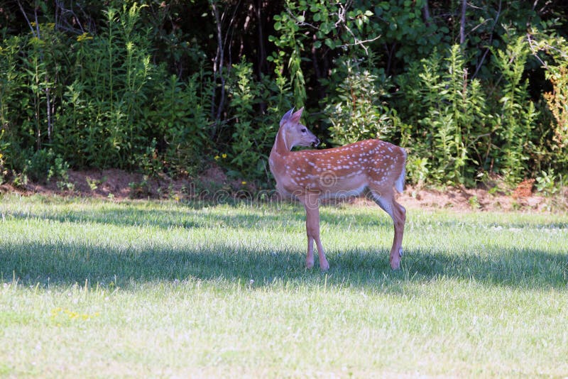 Spring White Tail Deer Fawn Stock Photo - Image of spotted, fawn: 79642252