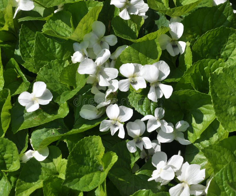 White Violets Bloom on the Flower Bed Stock Image - Image of viola ...