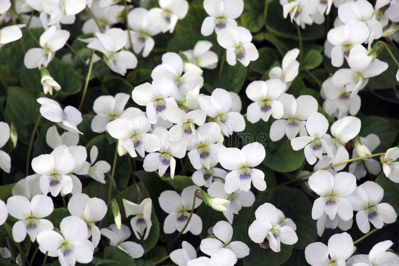White Violets Bloom on the Flower Bed Stock Image - Image of background ...