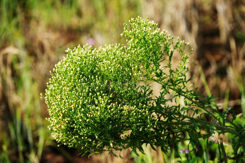 In Spring, the White Wild Flowers Blooming on the Green Fields Stock ...