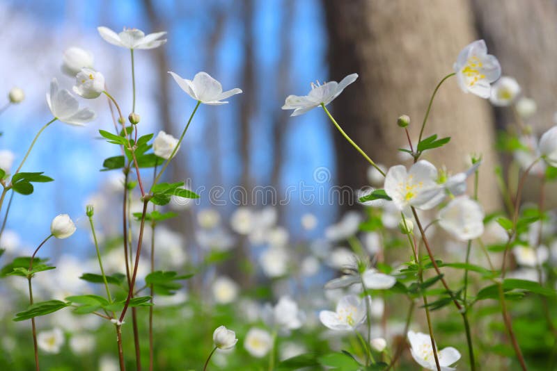 Spring White Wildflowers in the Forest. Forest Landscape with Sunbeams ...