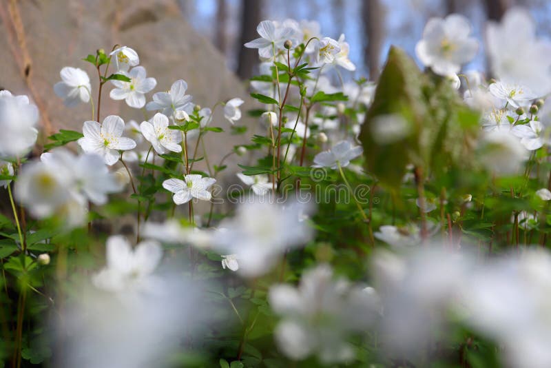 Spring White Wildflowers in the Forest. Forest Landscape with Sunbeams ...