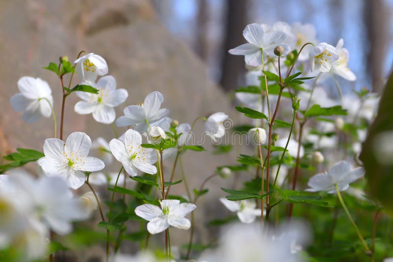 Spring White Wildflowers in the Forest. Forest Landscape with Sunbeams ...