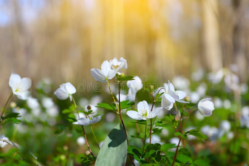 Spring White Wildflowers in the Forest. Forest Landscape with Sunbeams ...