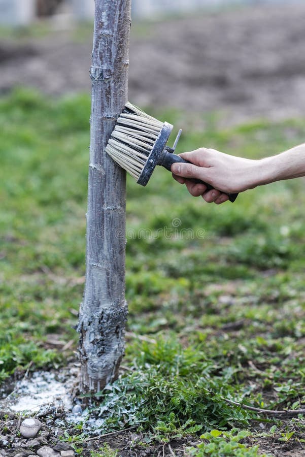Spring Whitewashing of Trees. Protection from Sun and Pests. Ukraine ...