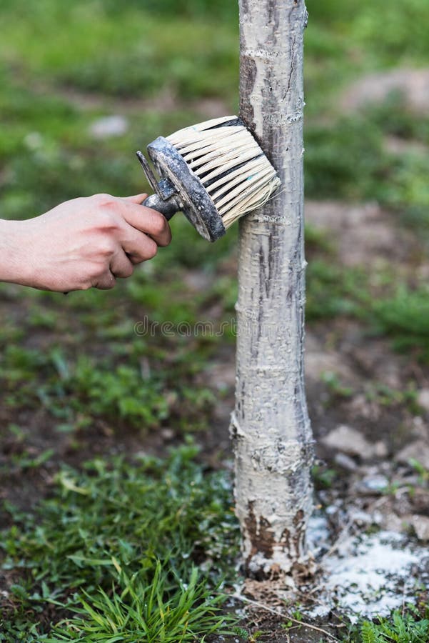 Spring Whitewashing of Trees. Protection from Sun and Pests. Ukraine ...