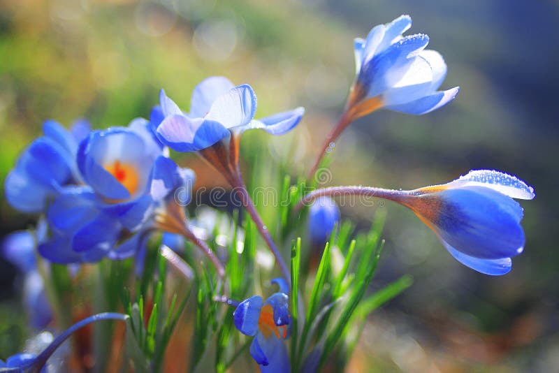Spring wild blue flowers stock image. Image of flora - 61191851