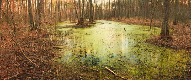 Wild Bog Swamp. Nature in Spring Panorama Stock Image - Image of nature ...