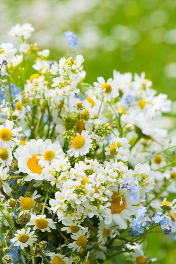 Art Spring Wild Flowers in the Sunlight Background Stock Photo - Image ...