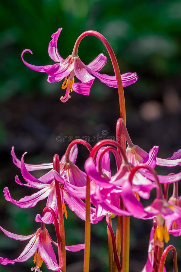 Spring Wild Flower Erythronium Close-up Stock Photo - Image of closeup ...