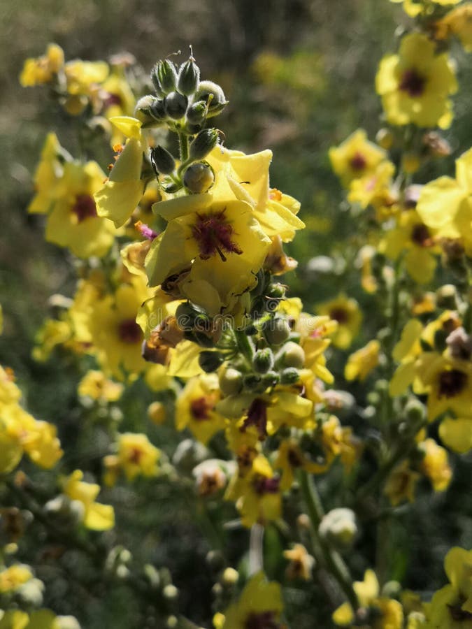 Spring Wild Flower in Sunlight Rays Stock Photo - Image of plants ...