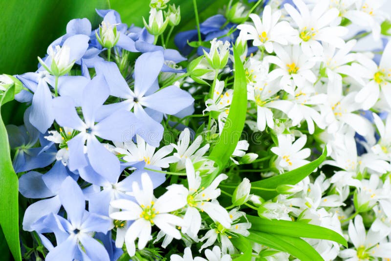 Spring wild flowers stock image. Image of color, horizontal - 24729763
