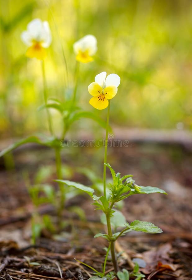 Spring wild flowers stock photo. Image of botany, marguerite - 8032032