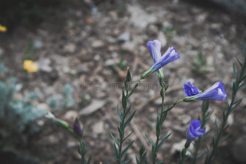 Spring wild flowers stock image. Image of blossoms, wild - 246270679