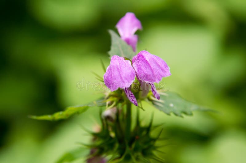 Spring Wild Flowers stock image. Image of nature, spring - 71556757