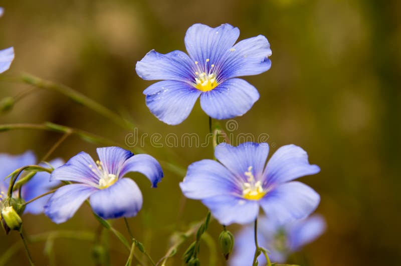 Spring Wild Flowers stock photo. Image of living, beautiful - 71557342