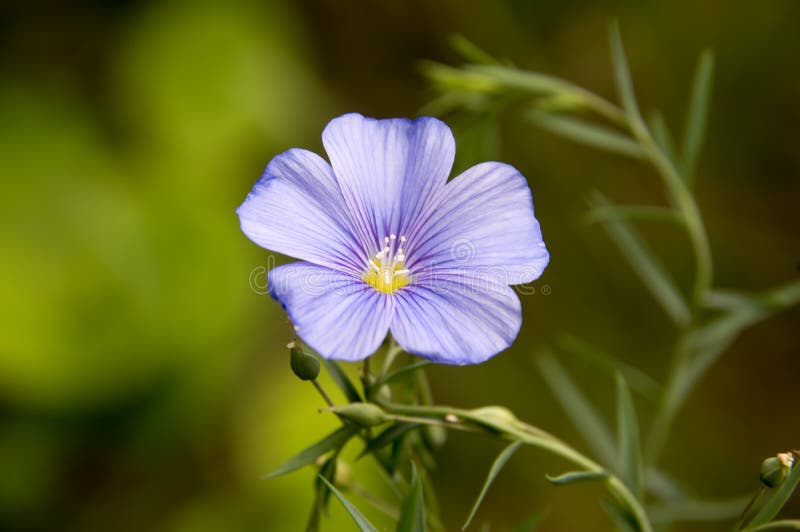 Spring Wild Flowers stock image. Image of green, flower - 71557563