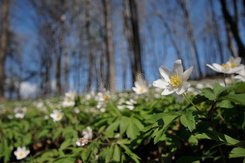 Spring wild flowers stock image. Image of environment - 38702195