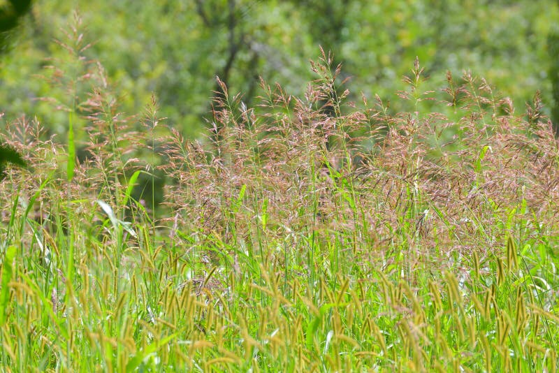 Spring wild flowers stock image. Image of rural, flower - 188403285