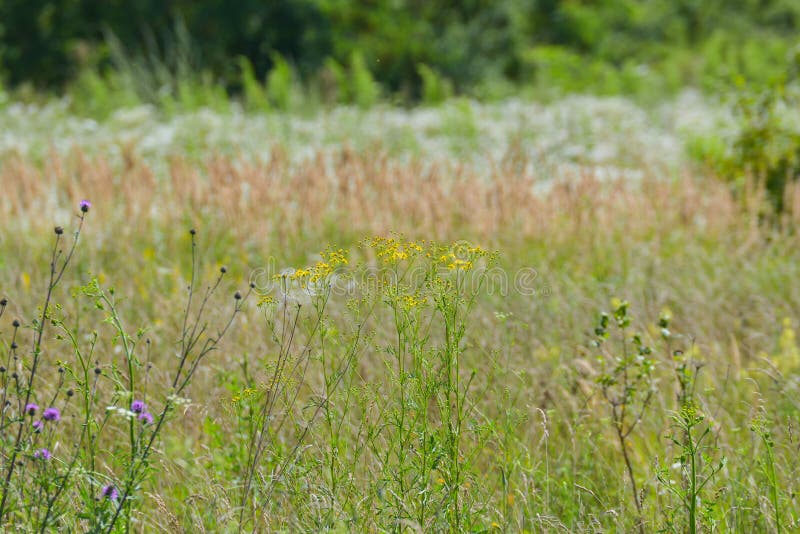 Spring wild flowers stock photo. Image of spring, meadow - 188404028