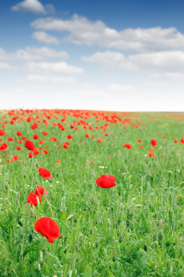 Spring wild flowers meadow stock image. Image of flora - 49203207