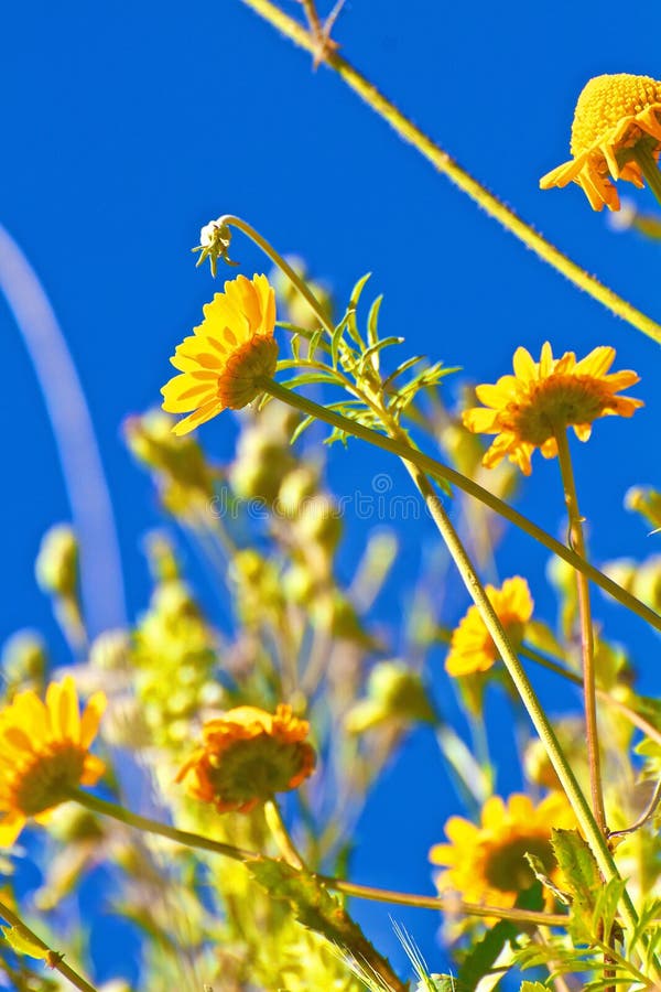 Spring stock photo. Image of meadow, beauty, algeria - 77352904