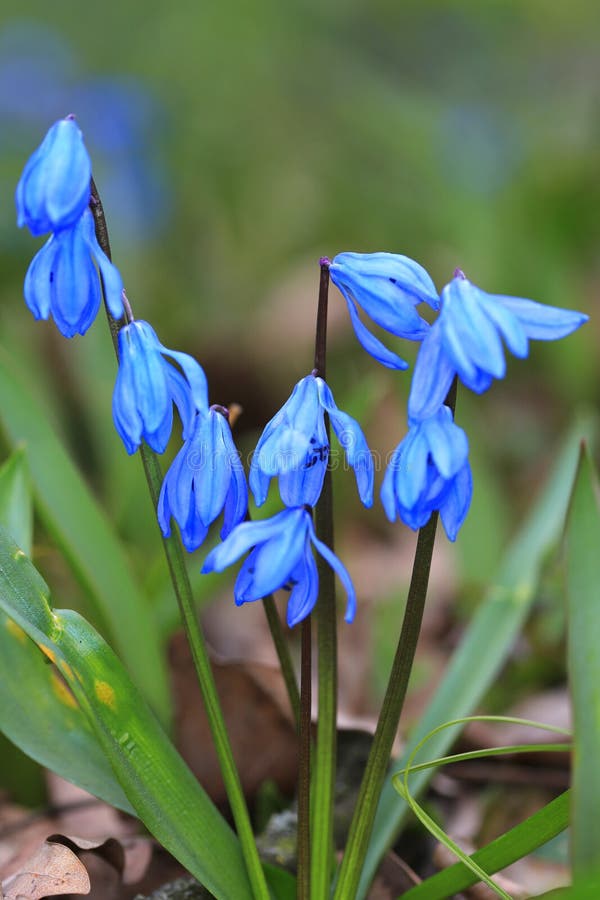 Spring wild flowers stock image. Image of herbaceous - 142882831