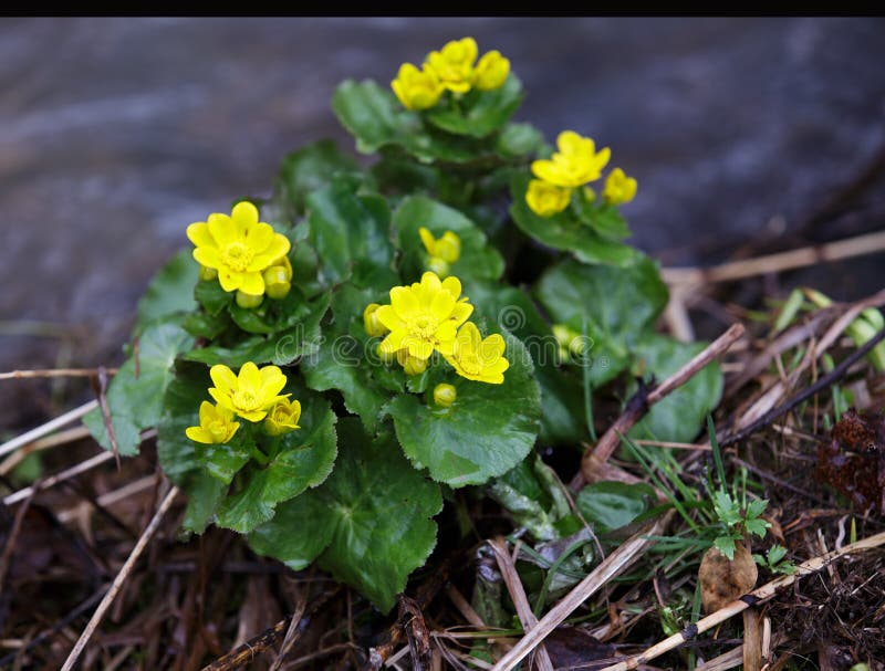 Spring Wild Flowers in Spring in the Forests of Siberia Stock Image ...