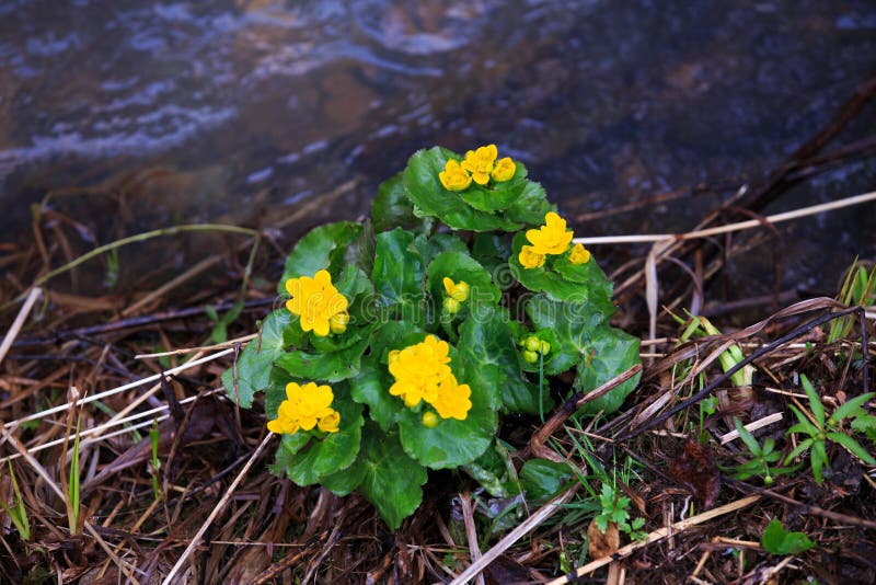 Spring Wild Flowers in Spring in the Forests of Siberia Stock Photo ...