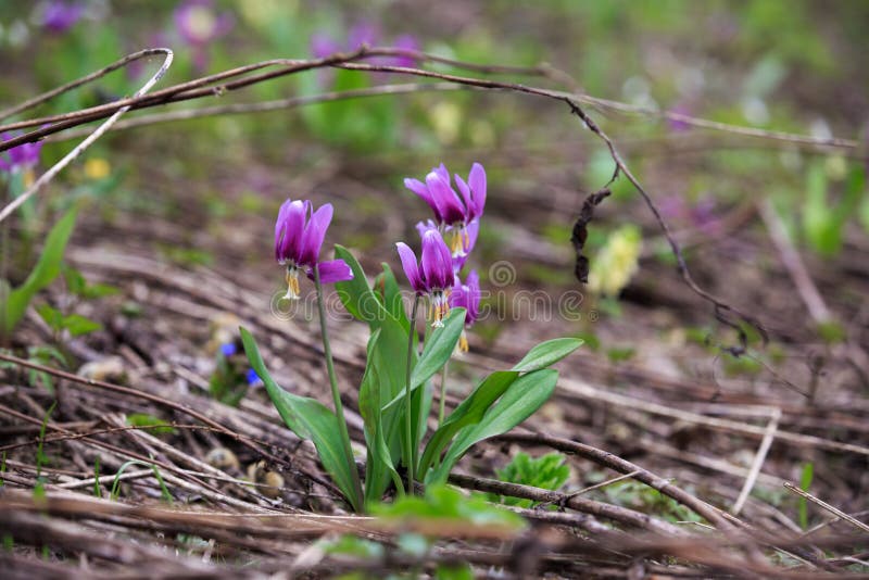 Spring Wild Flowers in Spring in the Forests of Siberia Stock Image ...