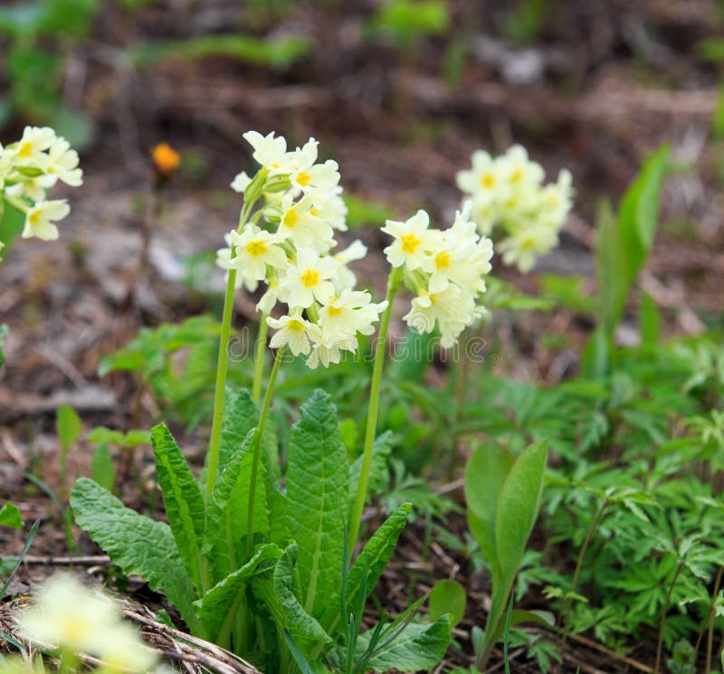 Spring Wild Flowers in Spring in the Forests of Siberia Stock Image ...