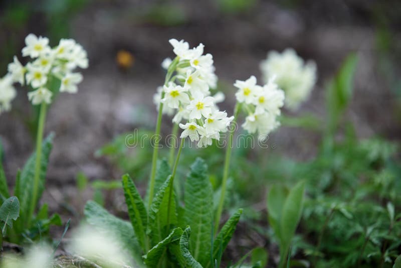 Spring Wild Flowers in Spring in the Forests of Siberia Stock Image ...