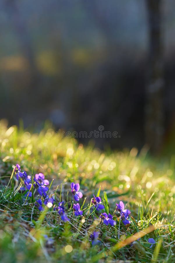 Spring Wild Flowers Violets Stock Image - Image of season, ecology ...