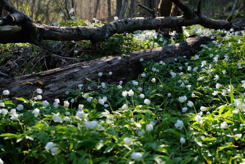 Spring Wild White Flowers - Wood Anemone, Windflower Stock Photo ...