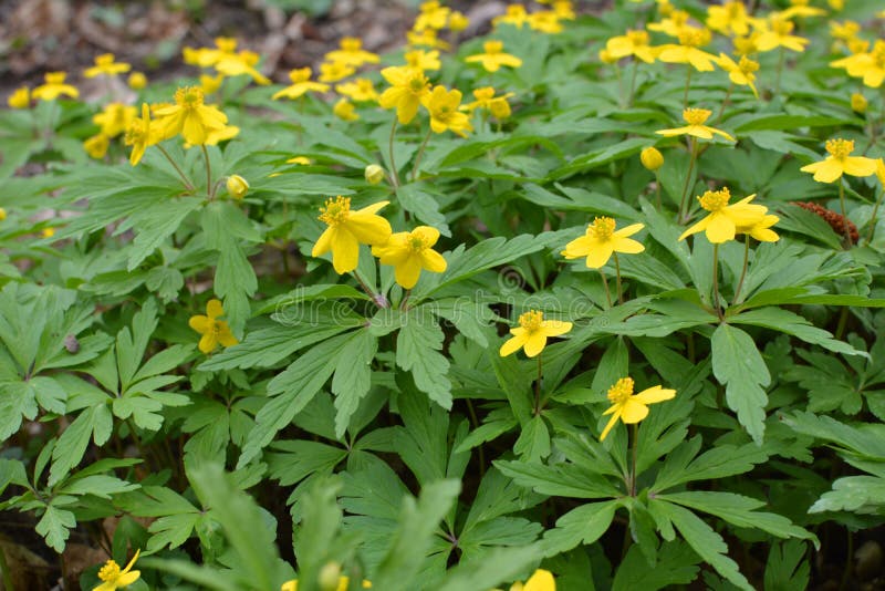 Spring in the Forest Blooms Anemone Yellow Anemone Ranunculoides Stock ...