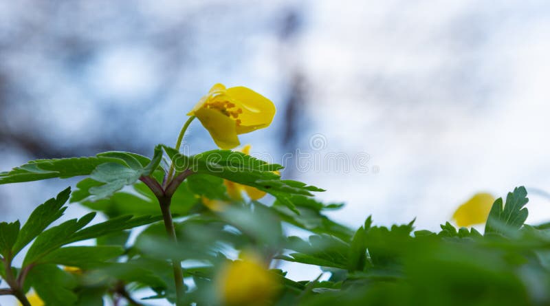 In the Spring in the Wild Forest Blooms Anemone Yellow Anemone ...